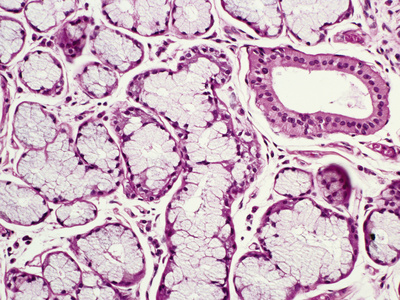 minor glands of mouth - meddic